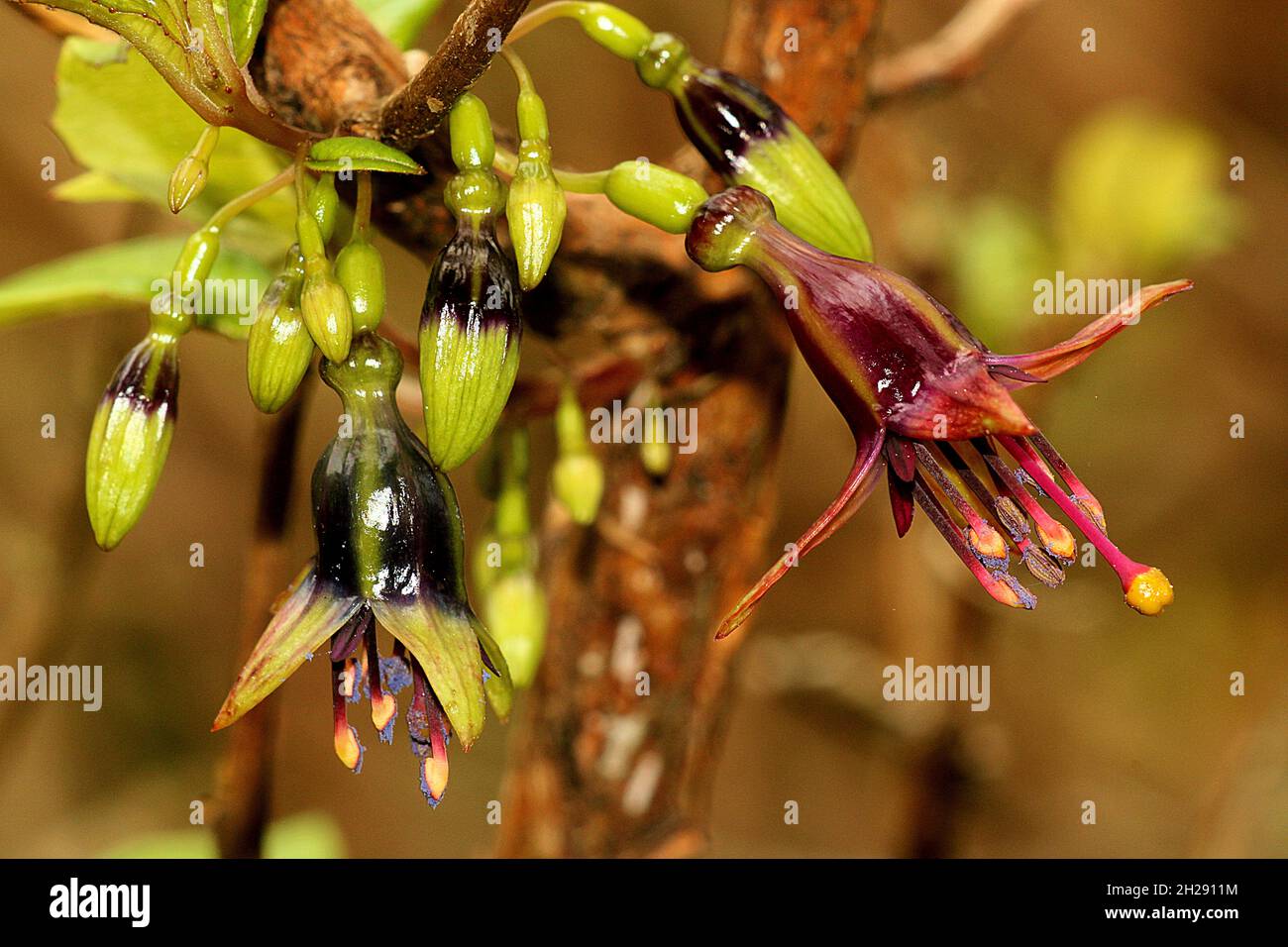 New Zealand tree fuchsia flowers (Fuchsia exorticata Stock Photo - Alamy