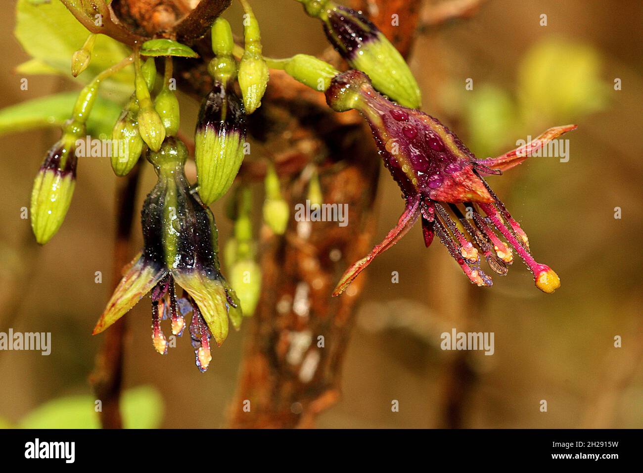 New Zealand tree fuchsia flowers (Fuchsia exorticata Stock Photo - Alamy