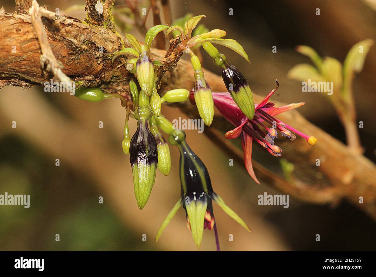 New Zealand tree fuchsia flowers (Fuchsia exorticata Stock Photo - Alamy