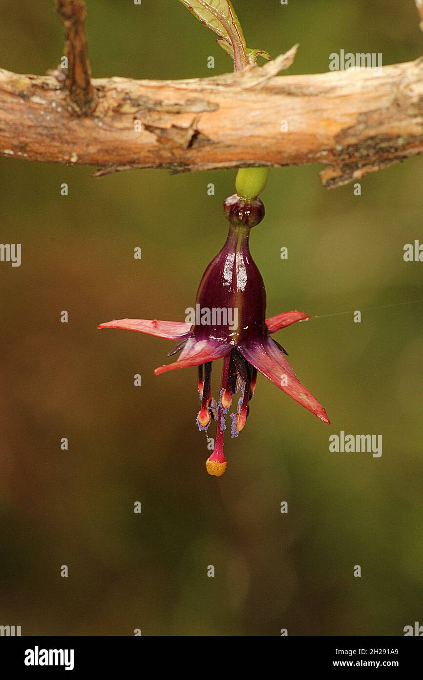 New Zealand tree fuchsia flowers (Fuchsia exorticata Stock Photo - Alamy