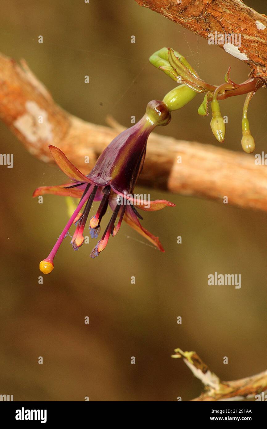 New Zealand tree fuchsia flowers (Fuchsia exorticata Stock Photo - Alamy