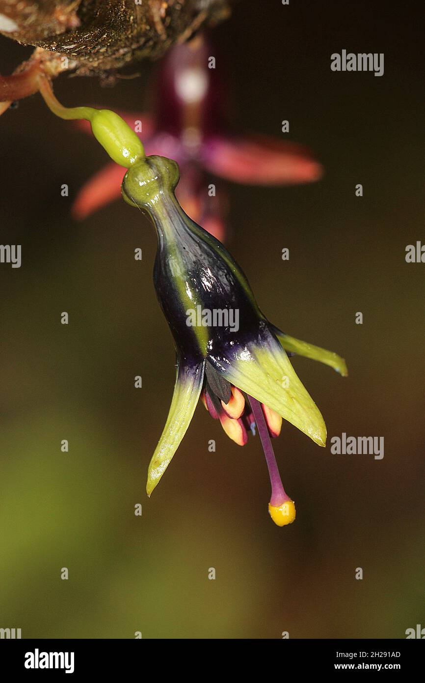 New zealand tree fuchsia hi-res stock photography and images - Alamy
