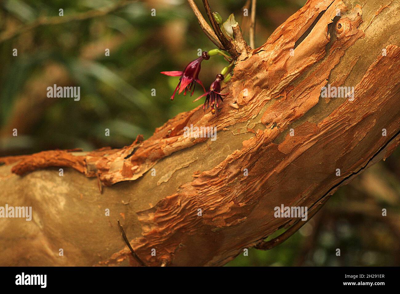 New Zealand tree fuchsia flowers (Fuchsia exorticata Stock Photo - Alamy