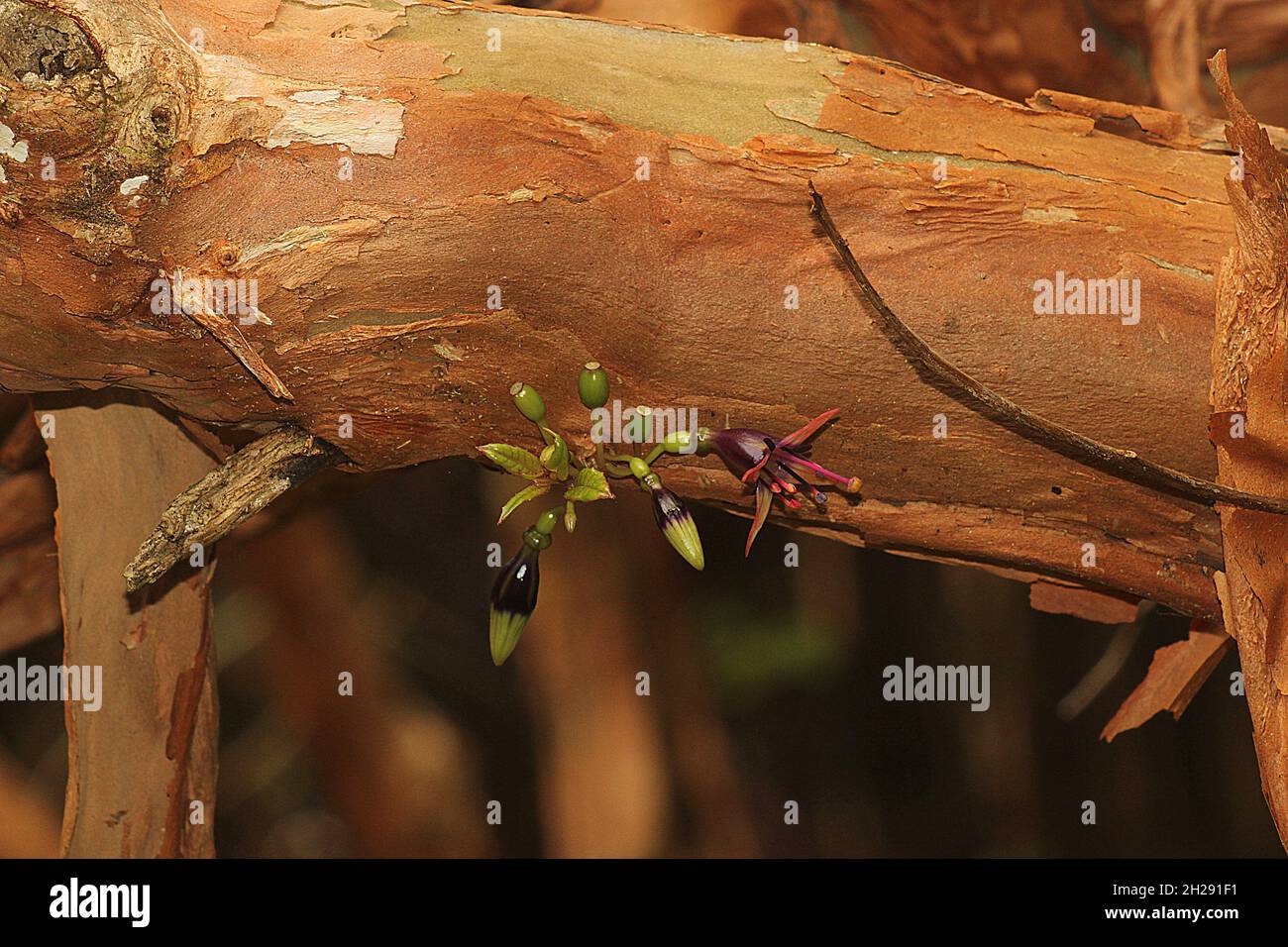 New Zealand tree fuchsia flowers (Fuchsia exorticata Stock Photo - Alamy