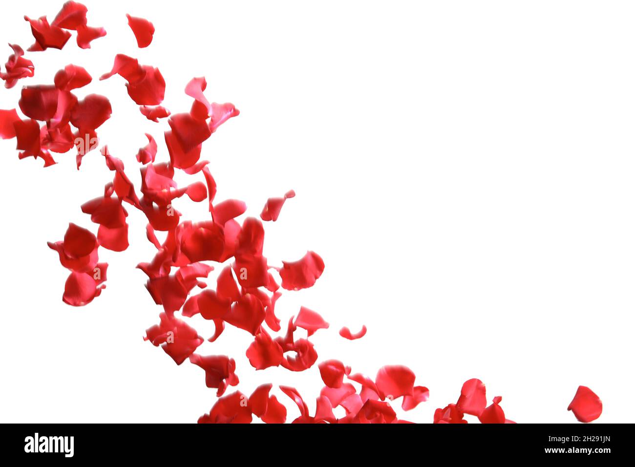 Red Rose Petals Falling Background