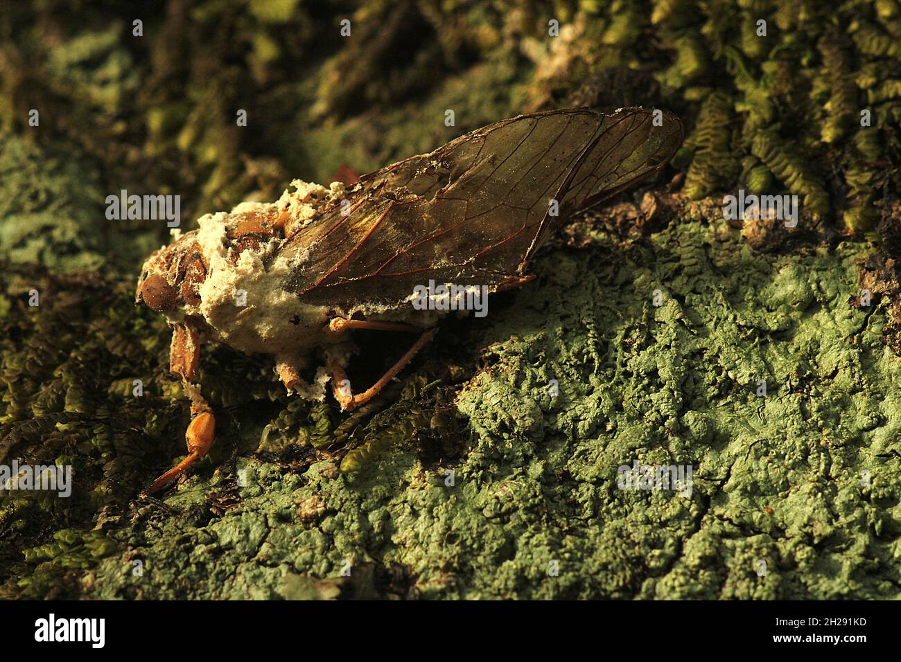 Dead cicada with icing sugar fungus (Beauveria bassiana Stock Photo - Alamy