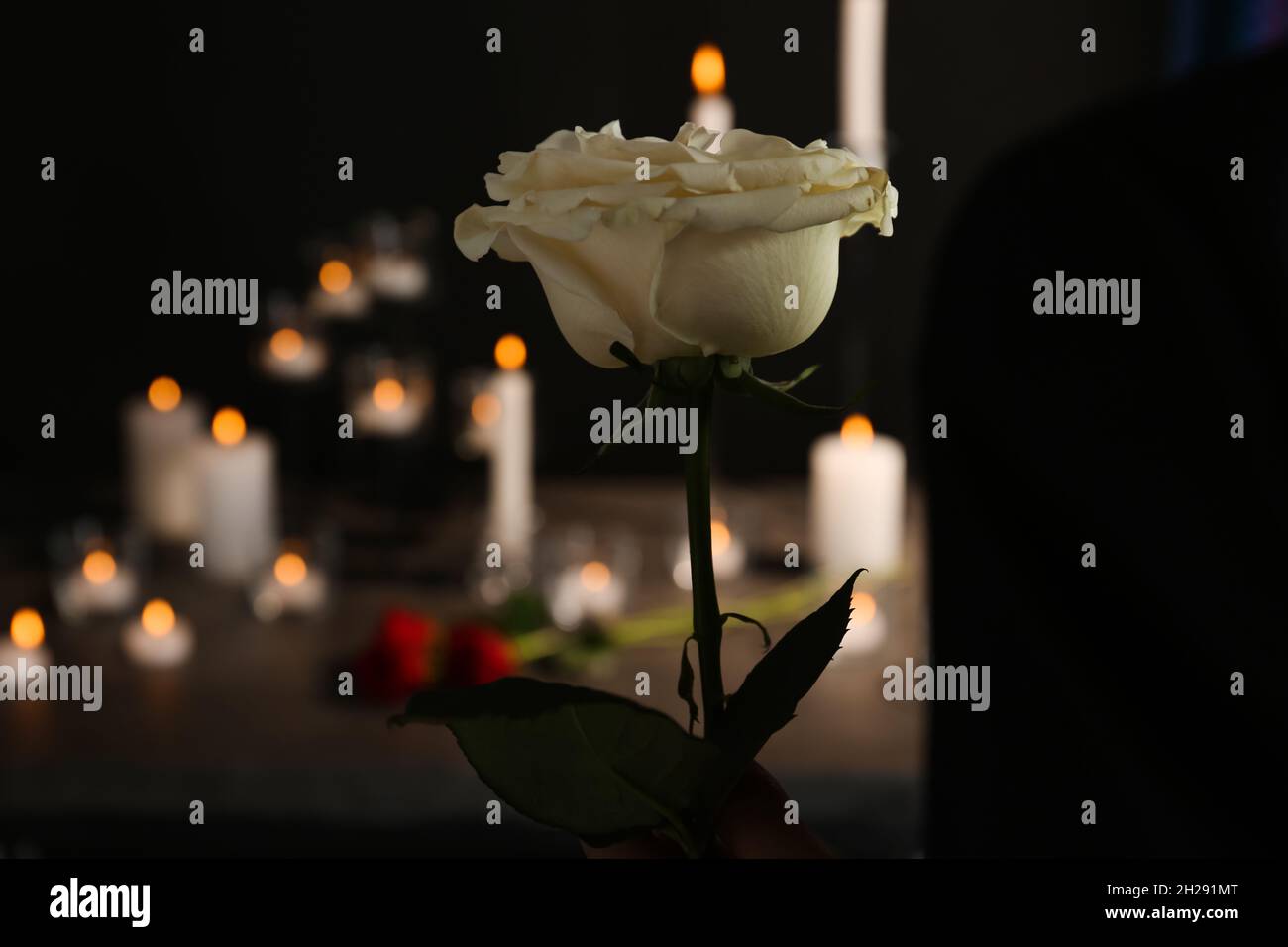 Beautiful white rose on blurred background. Funeral symbol Stock Photo ...