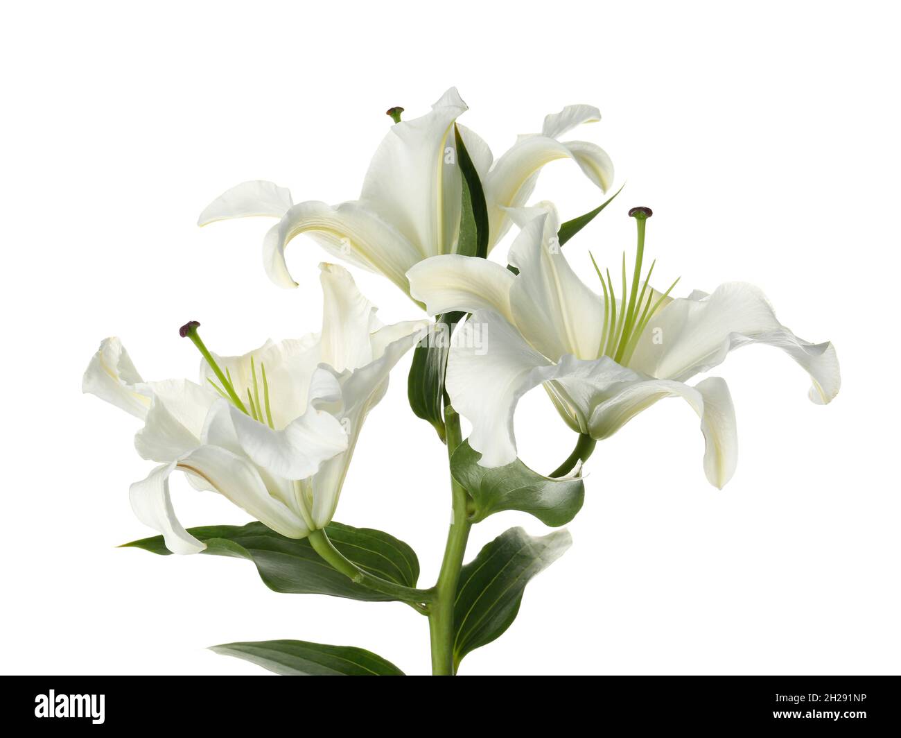 Sympathy Flowers Background