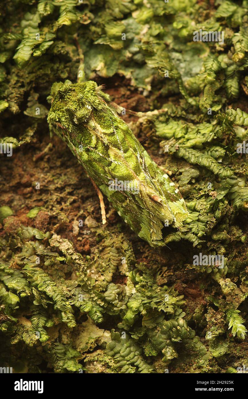 Green mahoe moth (Feredayia graminosa)on moss covered tree Stock Photo ...