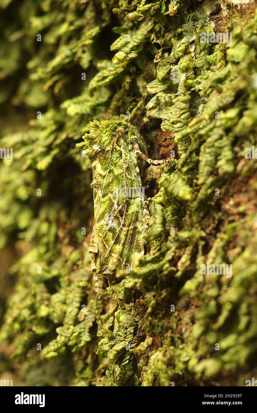 Green mahoe moth (Feredayia graminosa)on moss covered tree Stock Photo ...