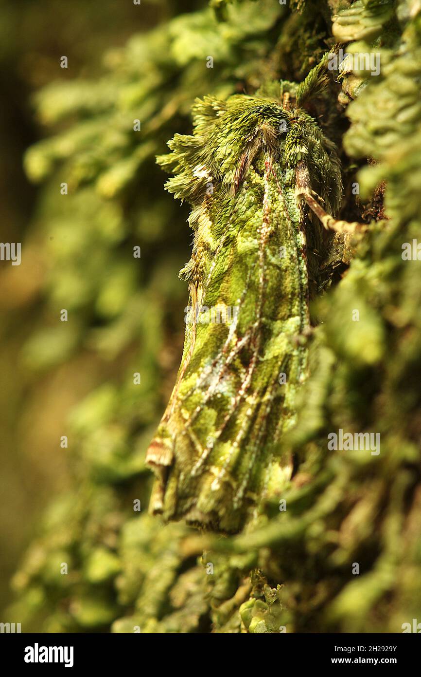 Green mahoe moth (Feredayia graminosa)on moss covered tree Stock Photo ...