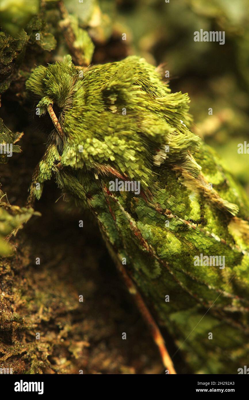 Green mahoe moth (Feredayia graminosa)on moss covered tree Stock Photo ...