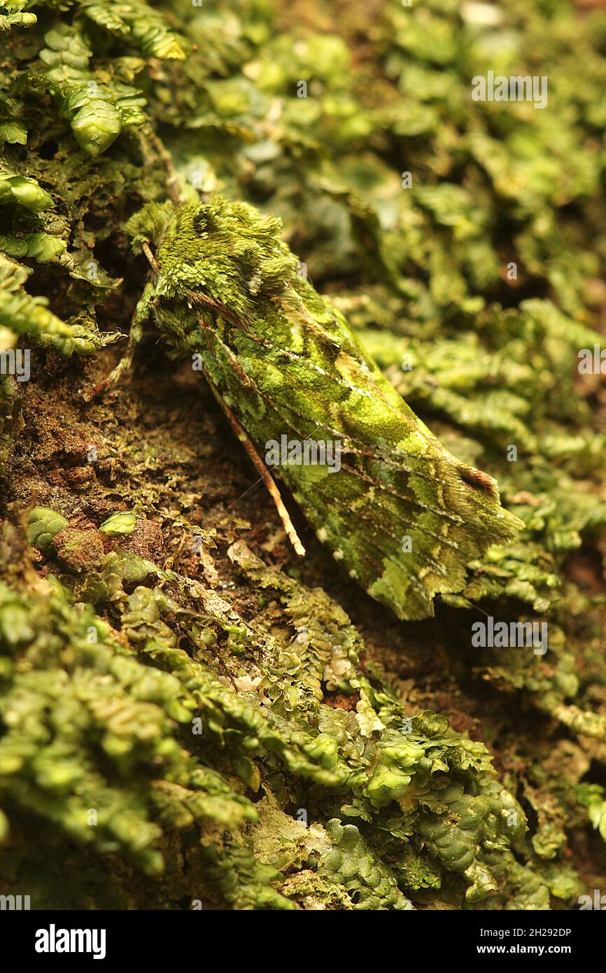 Green mahoe moth (Feredayia graminosa)on moss covered tree Stock Photo ...