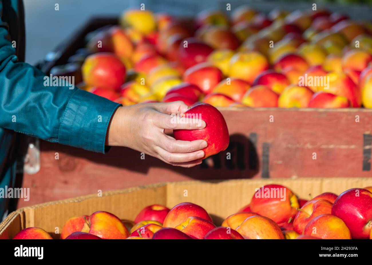 Selecting Fruit