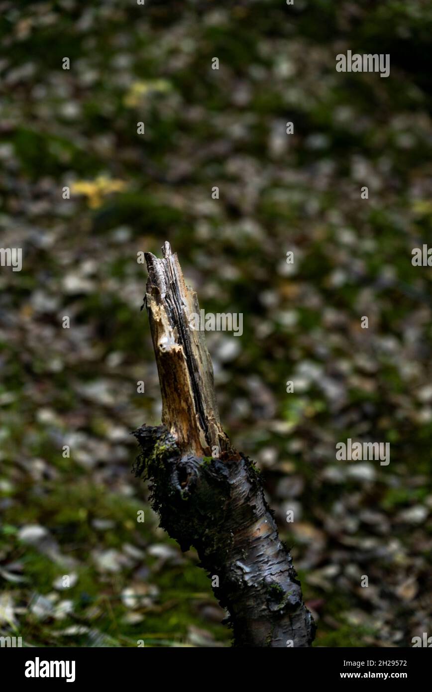 Broken burch branch sticking out of the ground Stock Photo - Alamy