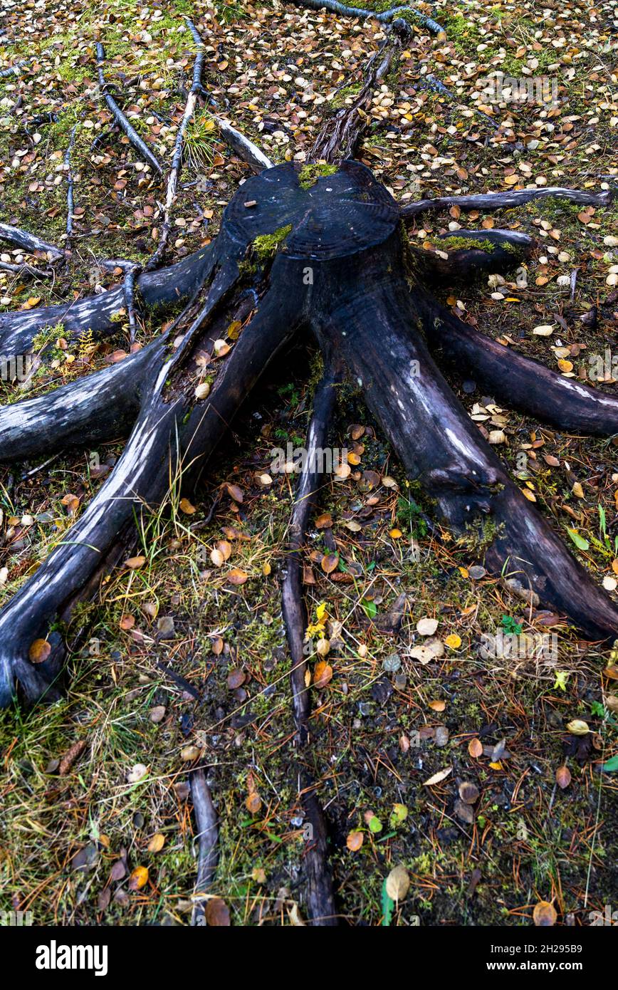 Tree stub that mother nature is claiming for other cycles of life Stock ...