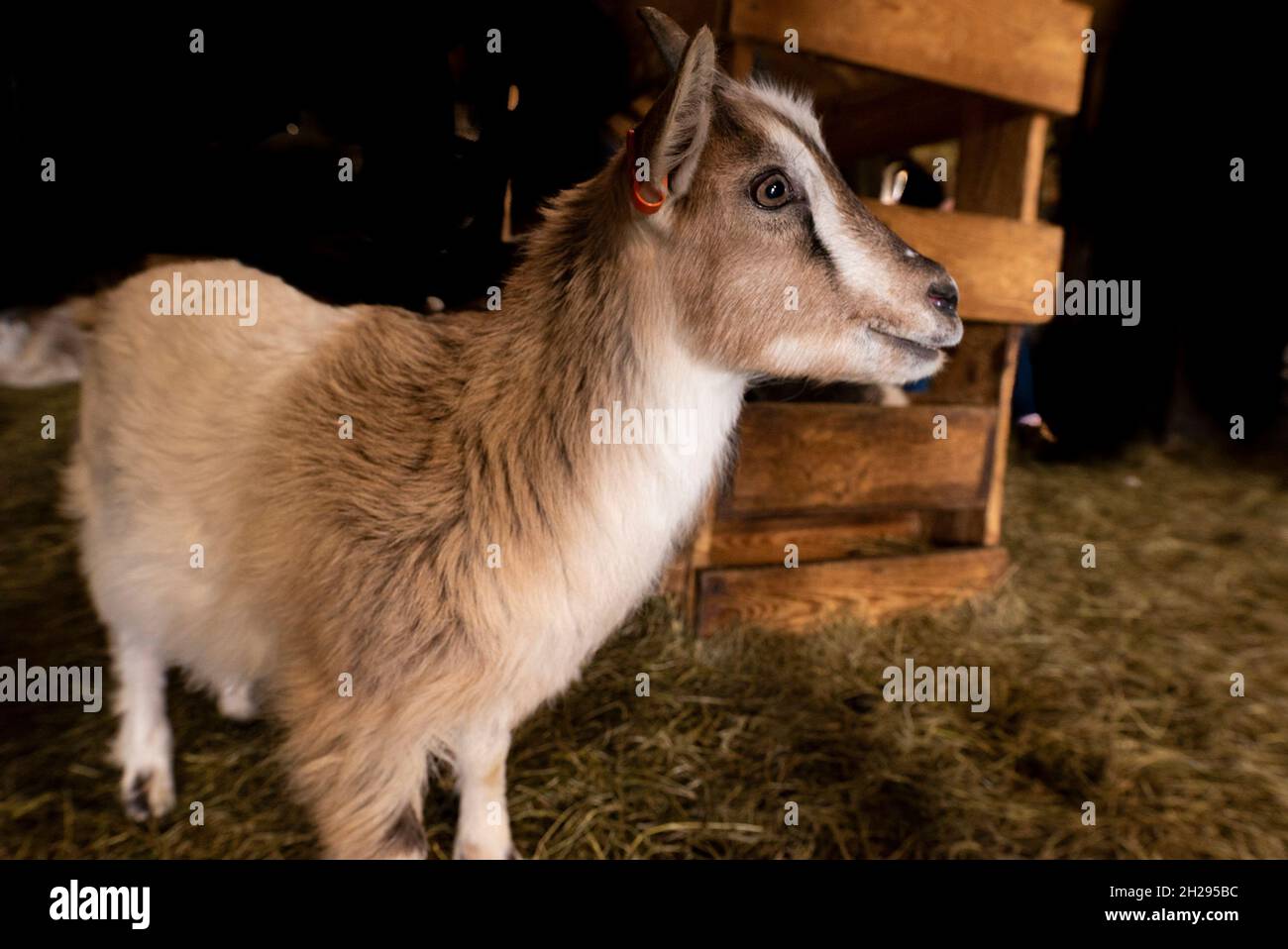 Icelandic goat hi-res stock photography and images - Alamy