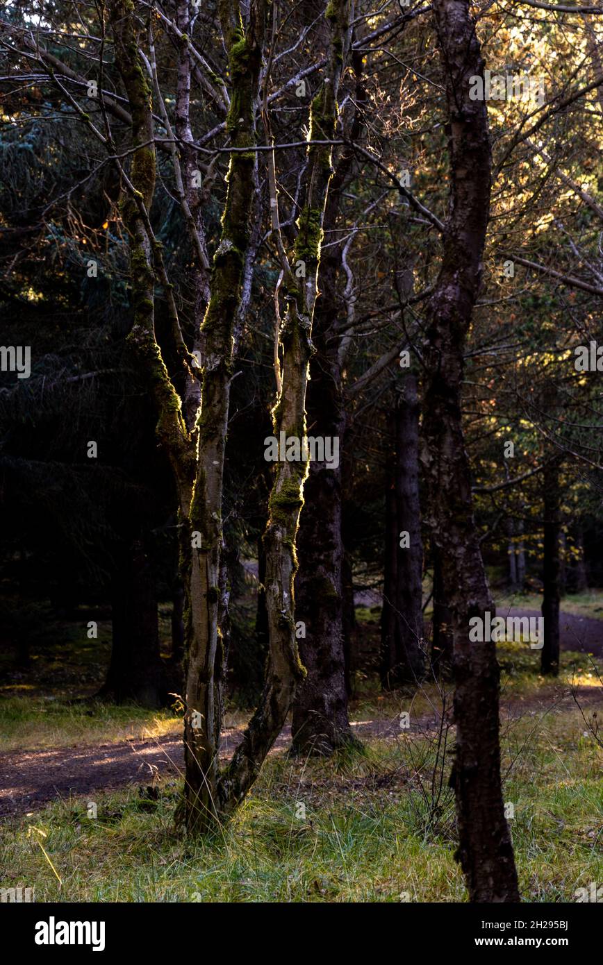 light painting trees Stock Photo - Alamy