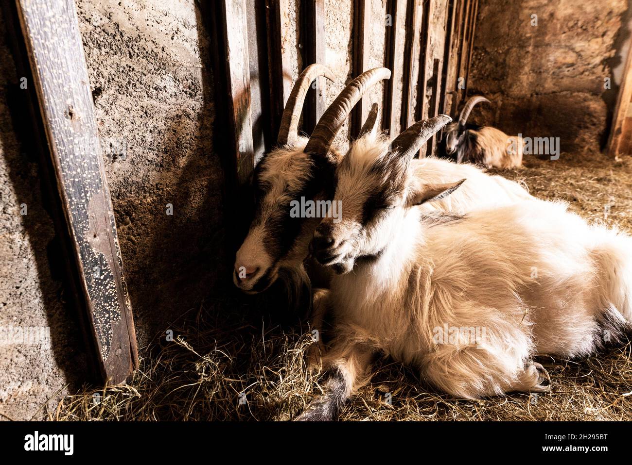 Goats at Háafell farm that is the largest goat farm in Iceland Stock ...
