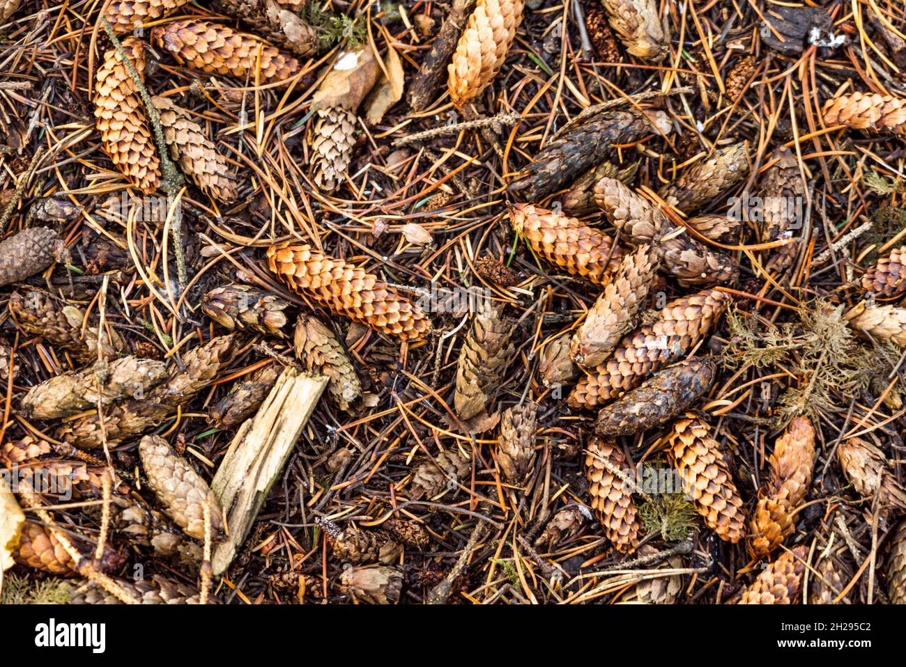 Flora of Iceland ground at fall in a wooded area with pine and other on ...