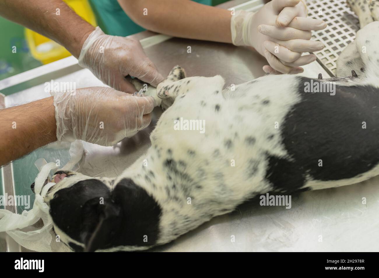 Dog being examined at the veterinary clinic Stock Photo - Alamy