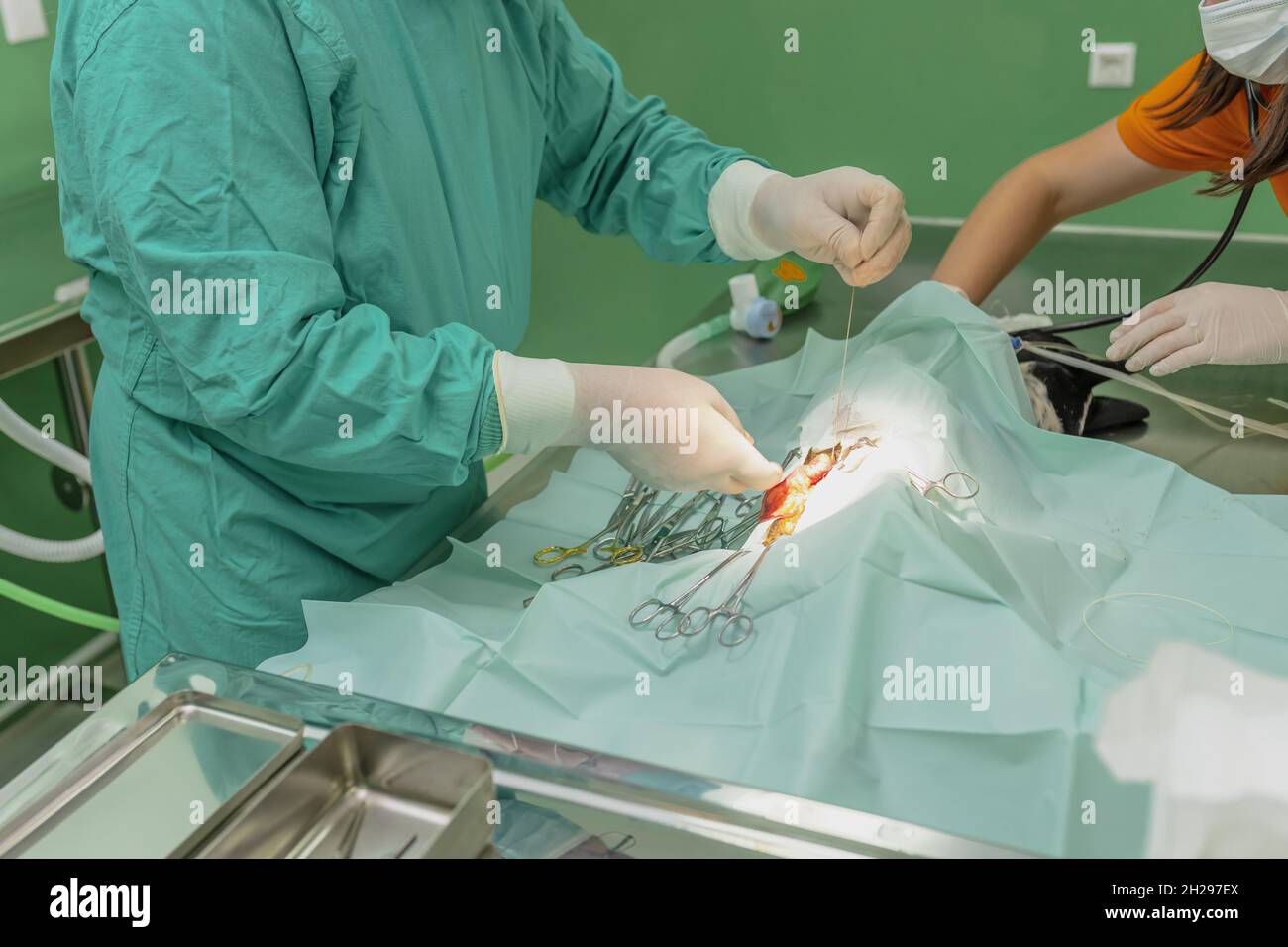 Process of surgery in dog at a veterinary clinic Stock Photo - Alamy
