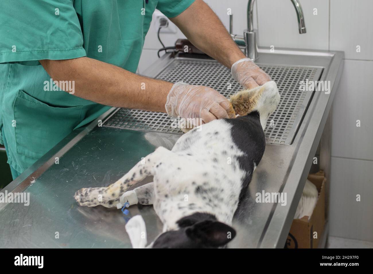 Dog being examined at the veterinary clinic Stock Photo - Alamy