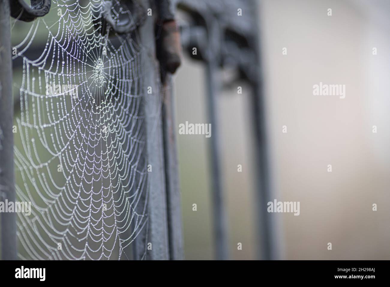 Closeup of the spider web on the metal railing Stock Photo - Alamy