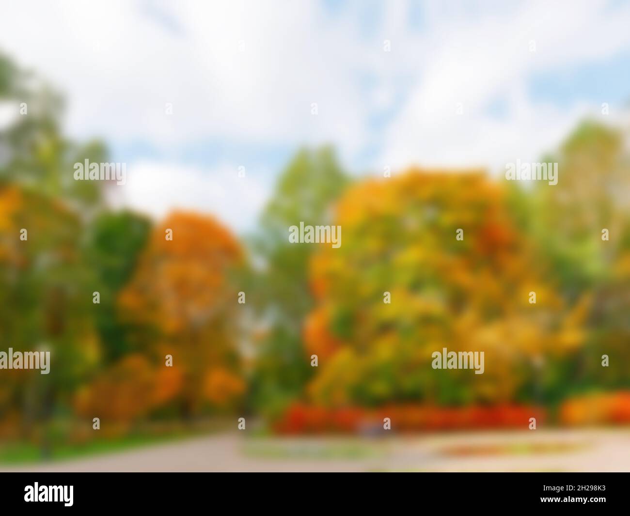 Blurred colorful autumn background. Defocused natural yellow tree background with sun beams ...