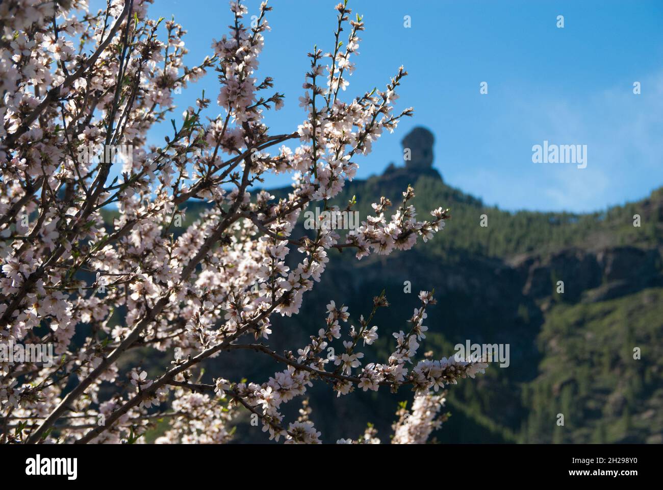 almond tree in bloom during winter Stock Photo - Alamy