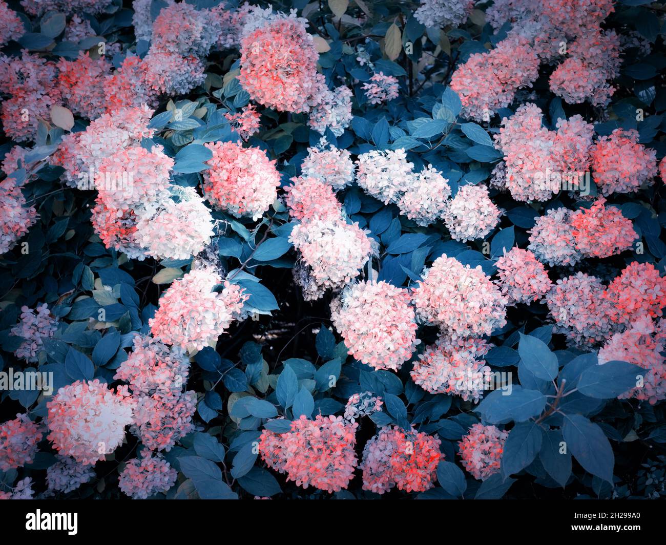 Frame of pink hydrangea, many colors solid background, view from above ...