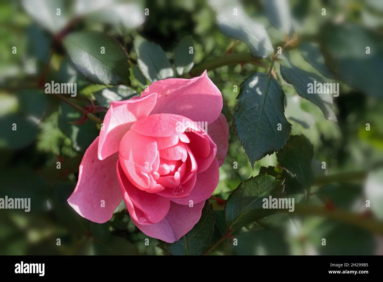Flower of pink roses in the rose garden. View from above. Soft focus ...