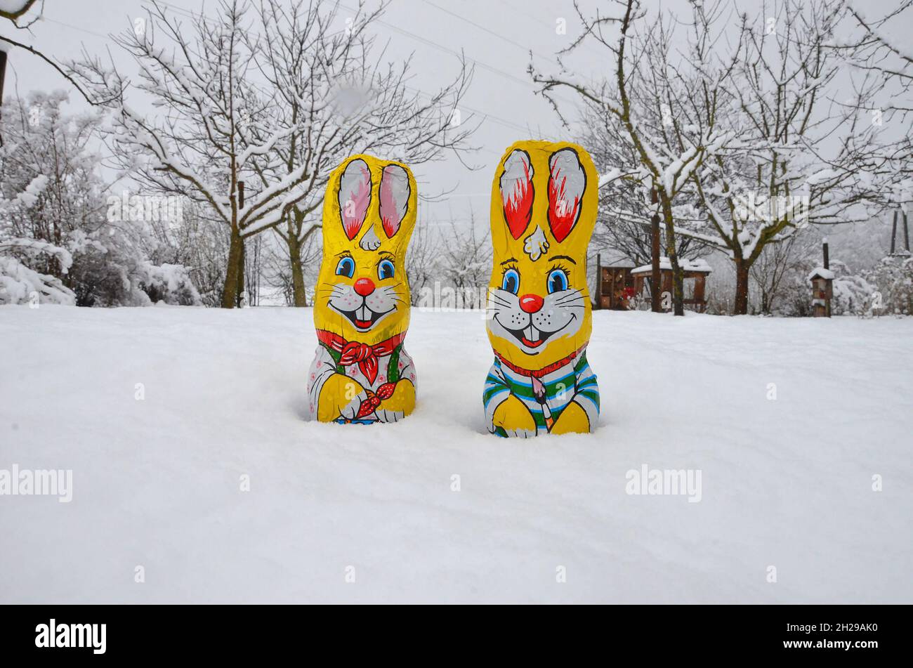 Der Osterhase ist im Brauchtum ein Hase, der zu Ostern Eier bemalt und ...