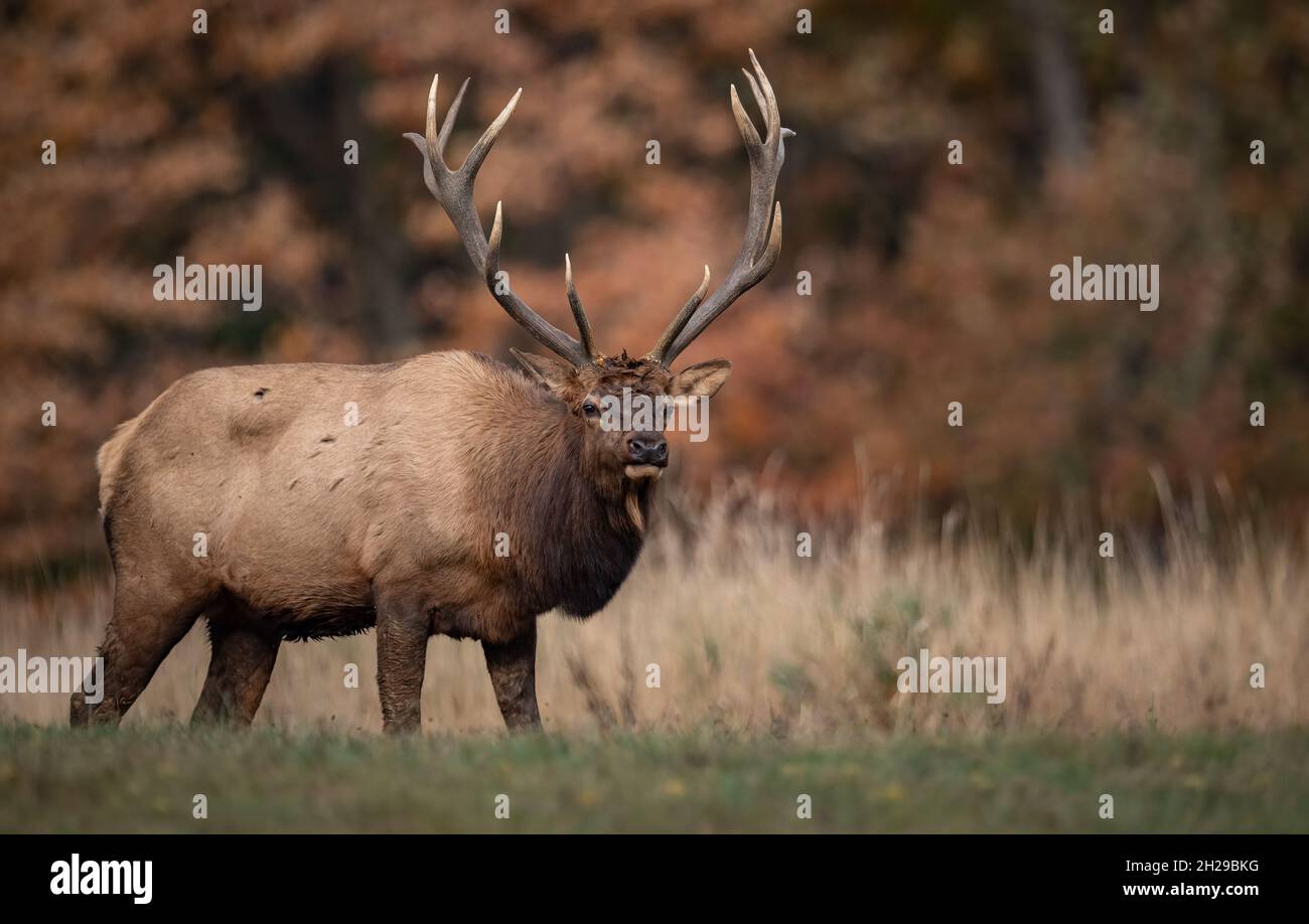 Bull elk during the rut season in autumn Stock Photo - Alamy