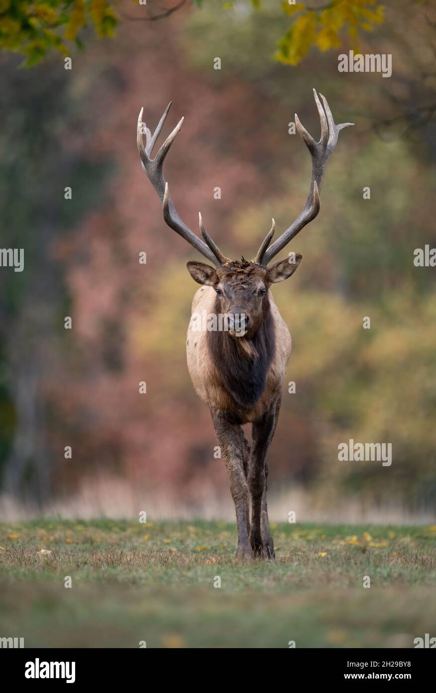 Bull elk during the rut season in autumn Stock Photo - Alamy
