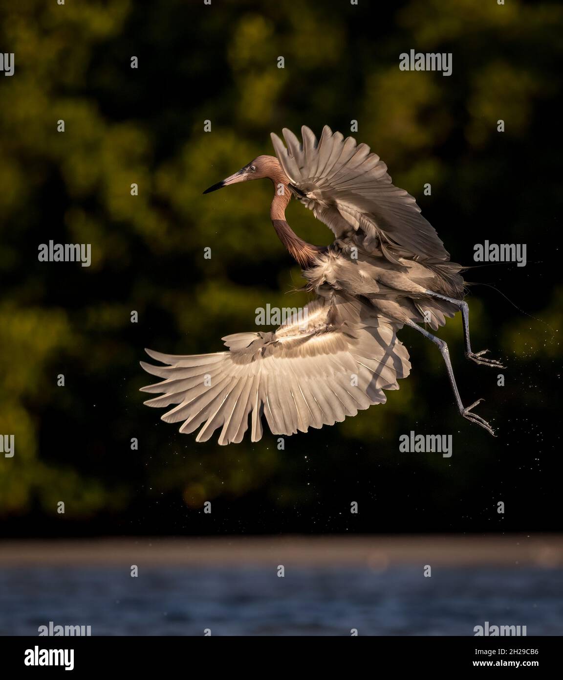 Reddish egret fishing on a Florida beach Stock Photo - Alamy