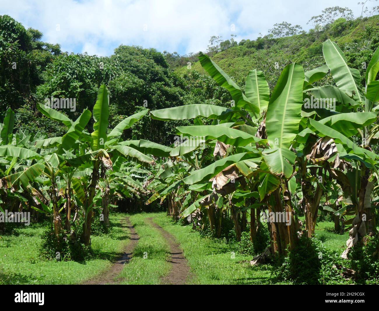 Dirt track running through a banana plantation Stock Photo - Alamy