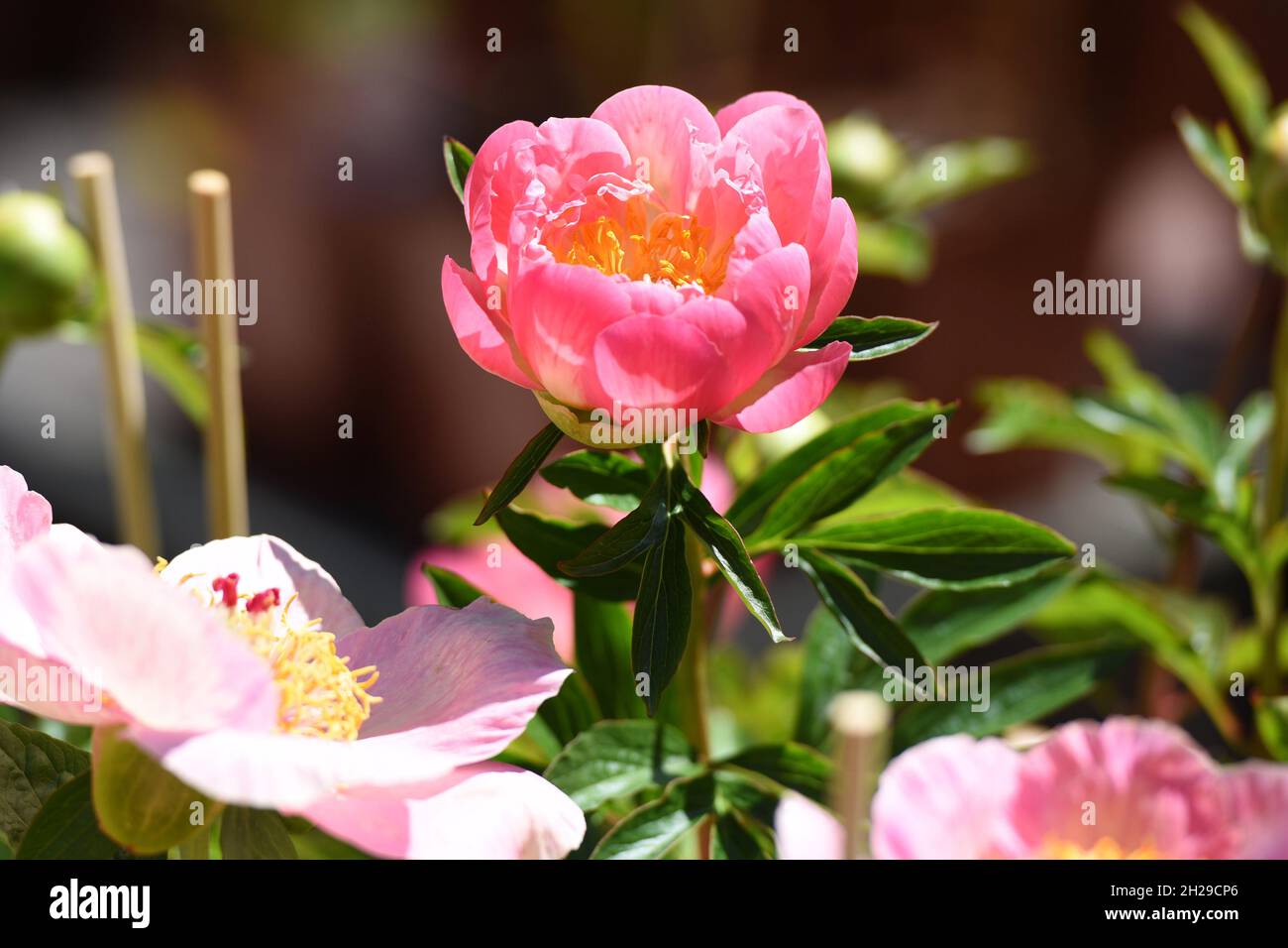 Pfingstrosen busch hi-res stock photography and images - Alamy