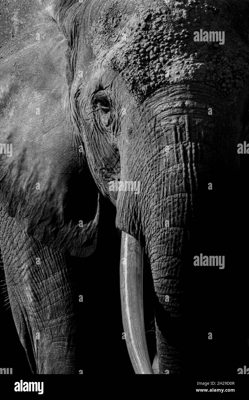 Elephant young calf in Black and White Stock Photos & Images - Alamy