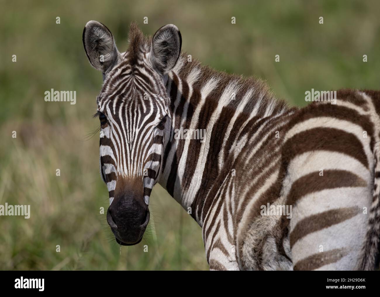 Zebra in Africa Stock Photo - Alamy