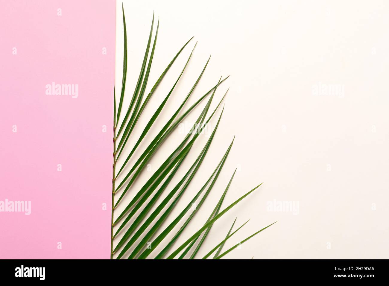 Beautiful tropical Sago palm leaf on color background, top view Stock ...