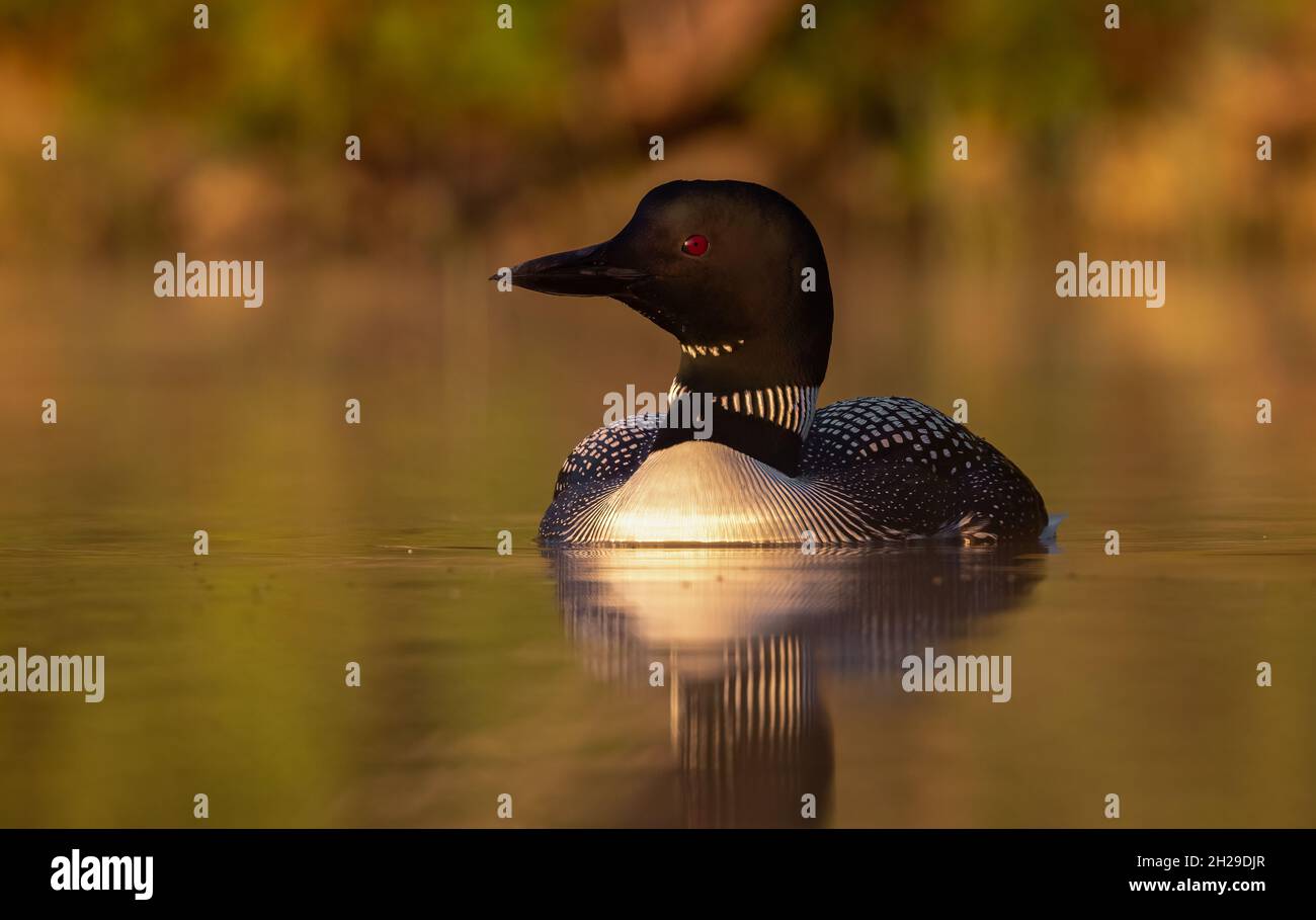 A Common Loon on a Lake Stock Photo - Alamy