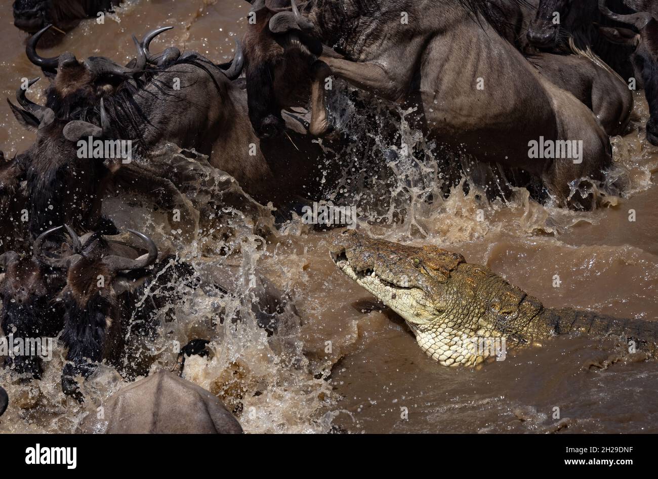 Wildebeest Crossing the Crocodile Infested Mara River in Africa During ...