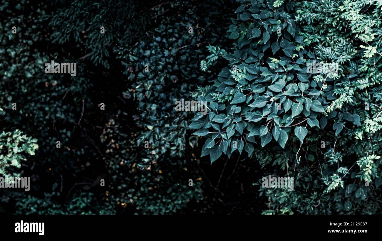 Aerial view of forest and wood in Fujino, Kanagawa, Japan Stock Photo ...