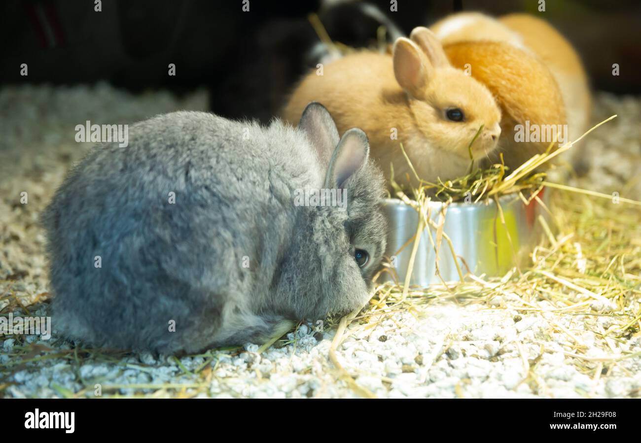 Little decorative rabbits on hay indoor Stock Photo - Alamy