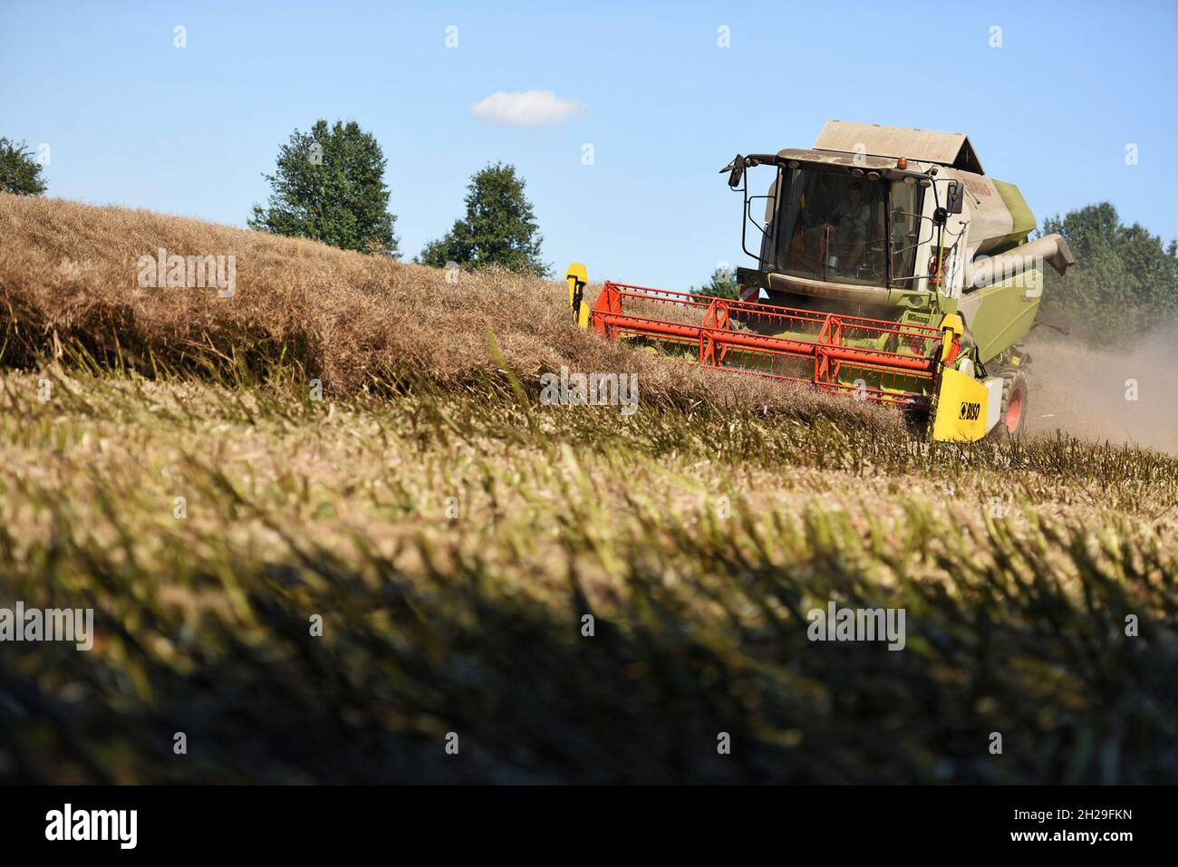 Ernte eines Rapsfeldes im Salzkammergut - Der Raps ist eine ...