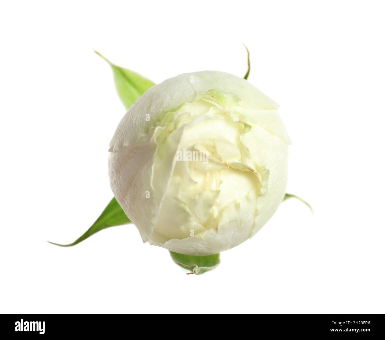 Beautiful small rose bud on white background Stock Photo - Alamy