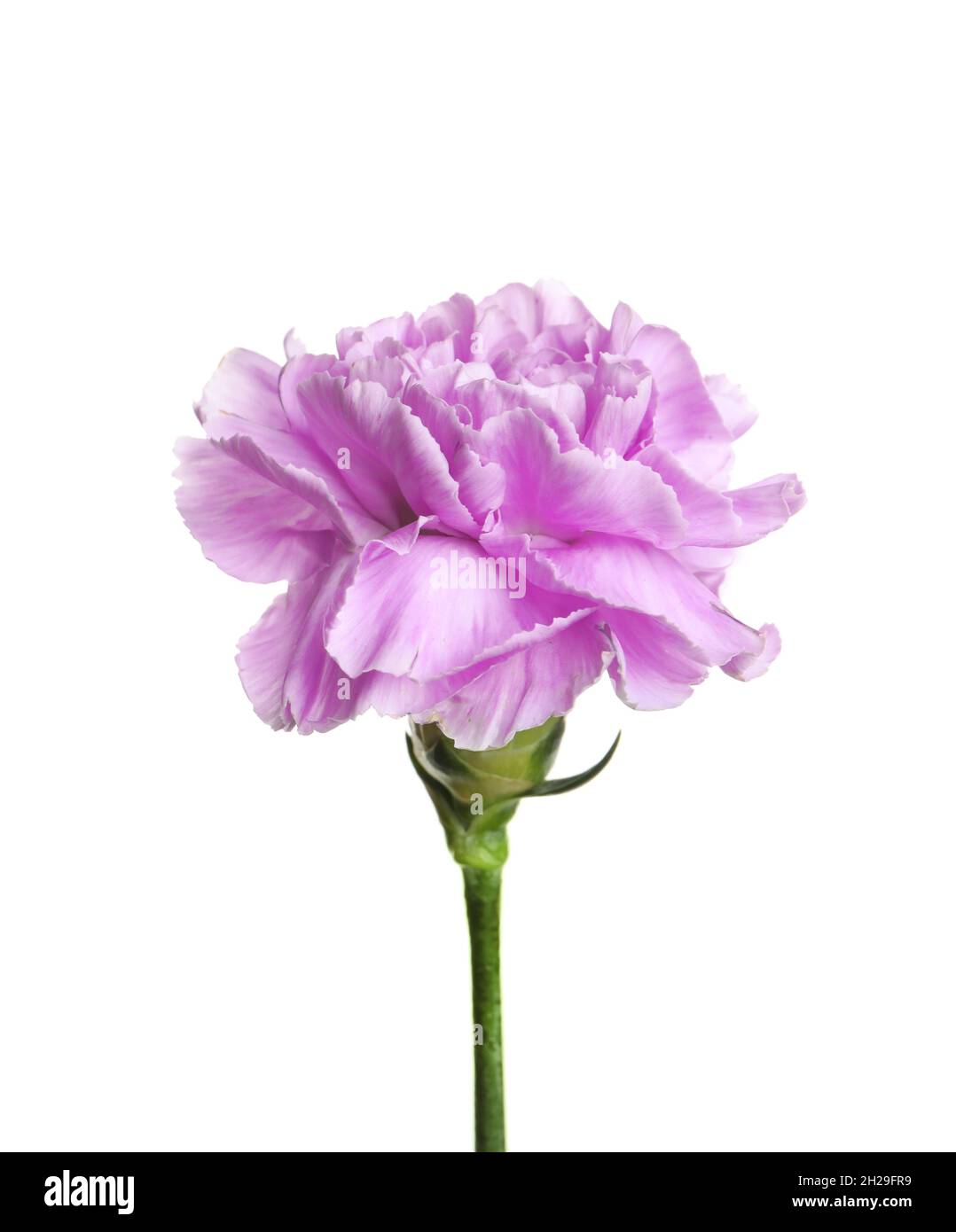 Beautiful blooming violet carnation on white background Stock Photo - Alamy