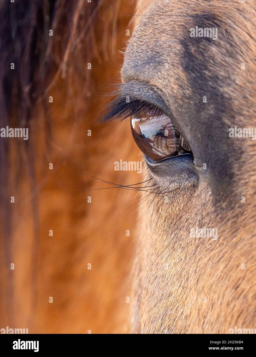 Horse or Pony eye with eye lashes, brown hazel showing some mane with ...