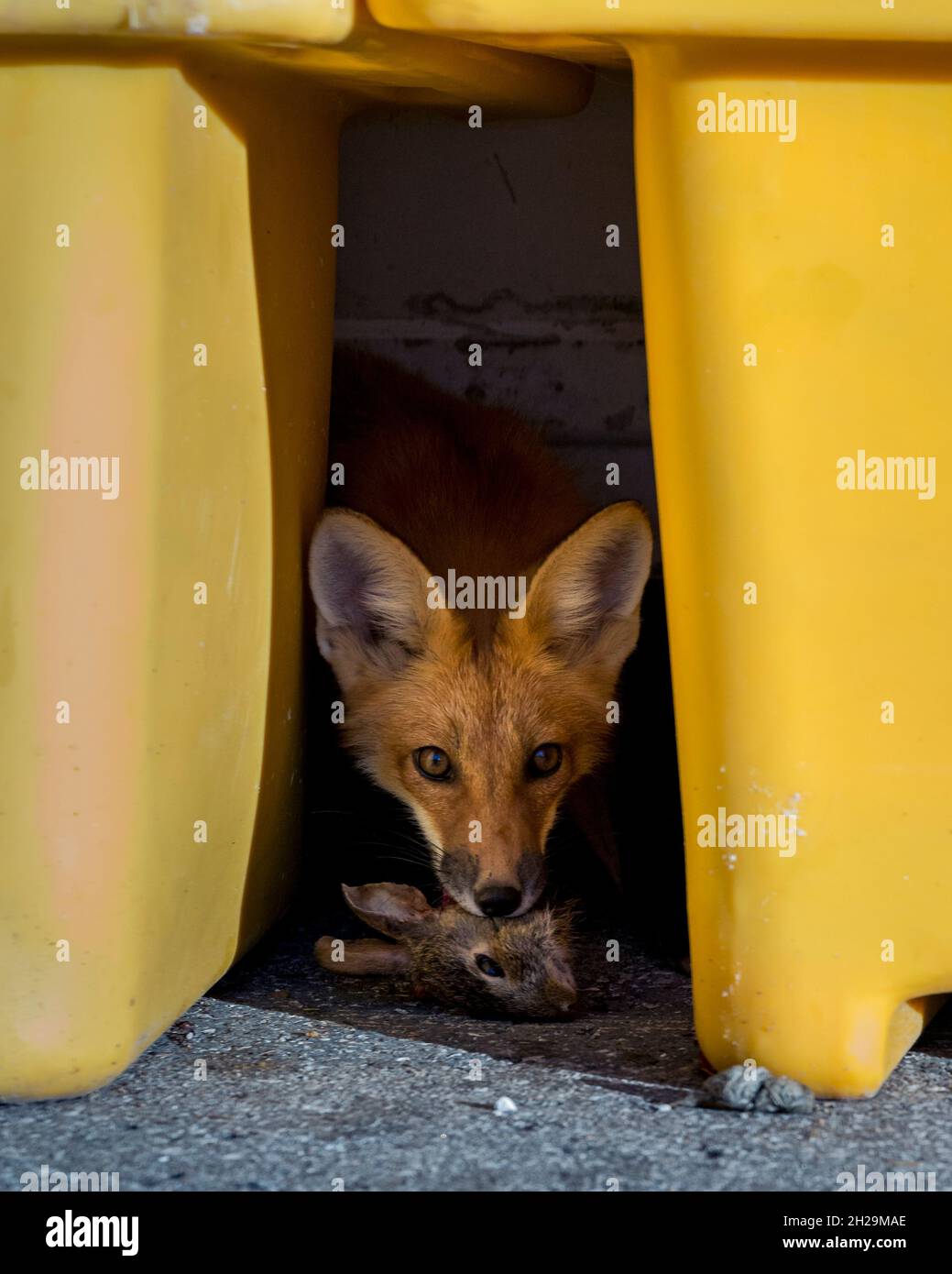 Red Fox with rabbit head prey between sand bins Stock Photo - Alamy